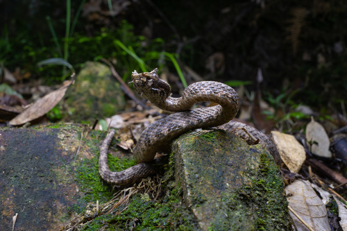 fi-si-pan horned pit viper (Protobothrops cornutus) - Snakes and Lizards