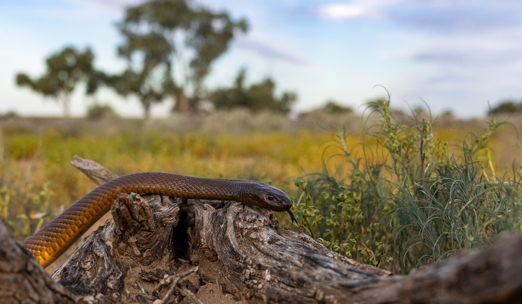 Inland Taipan in August 2024 by Indra Bone · iNaturalist