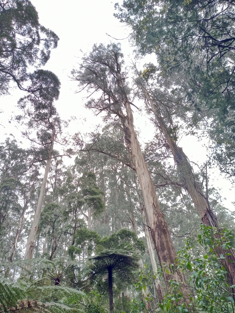 Australian Mountain Ash from Kallista VIC 3791, Australia on August 25 ...