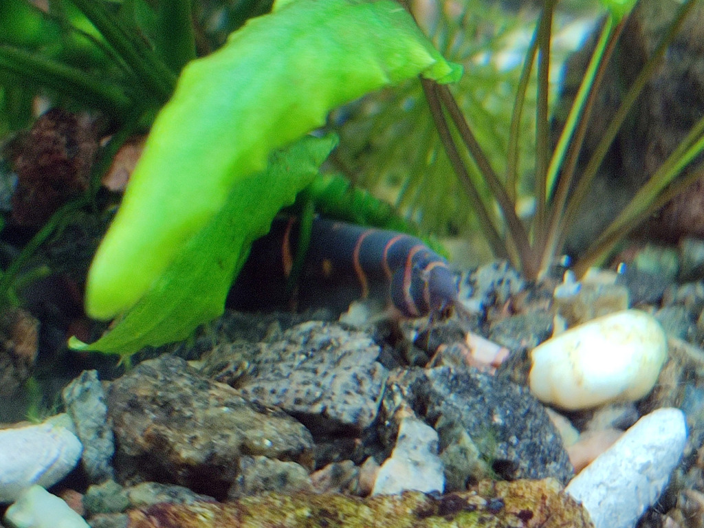(Pangio myersi) - Marine Life Identification