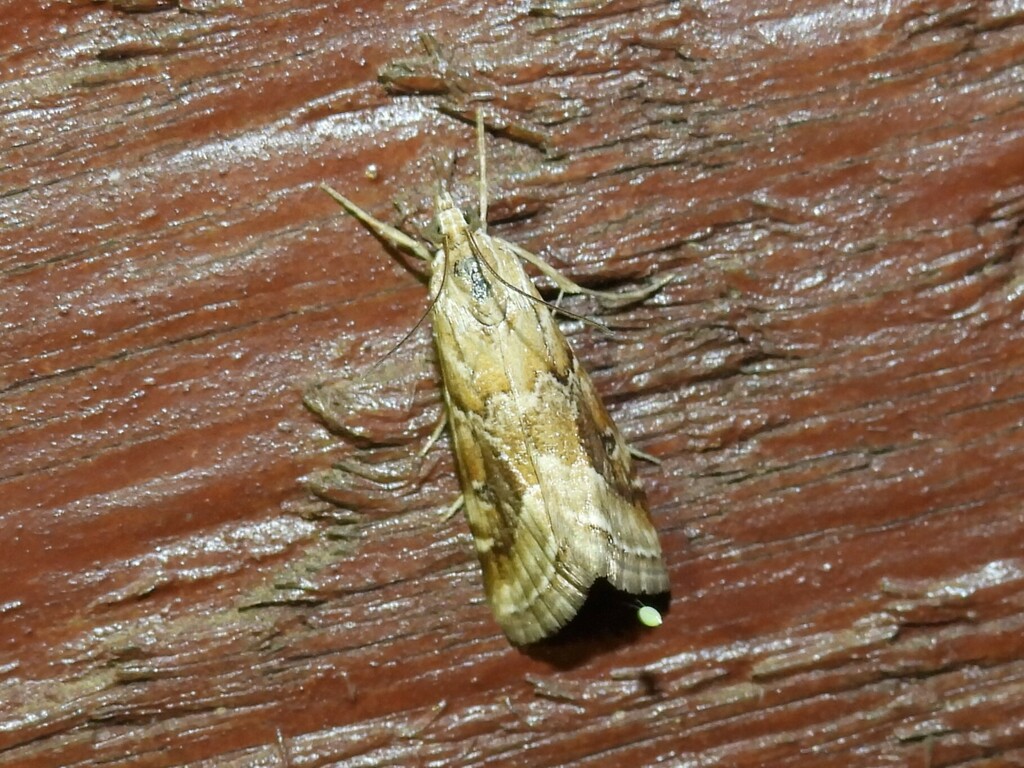 cabbage centre grub from Coomba Park NSW 2428, Australia on August 25 ...