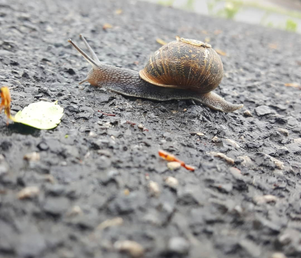 Garden Snail from University, FL, USA on June 17, 2019 at 08:10 AM by ...