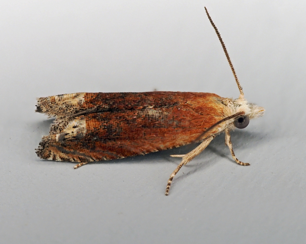 Reddish Eucosma Moth from Salem, NH 03079, USA on August 25, 2024 at 06 ...