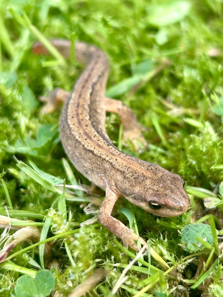 Smooth Newt from Drum Road, Cookstown, Northern Ireland, GB on August ...