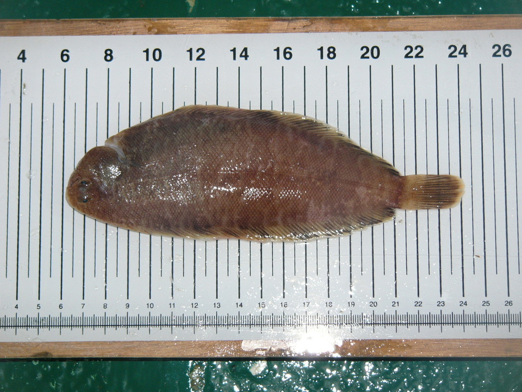 Thick-backed Sole from Galician continental shelf on July 21, 2004 at ...