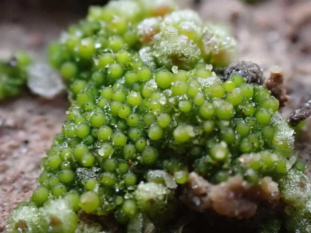 (Austroriella salta) - Botanical Realm