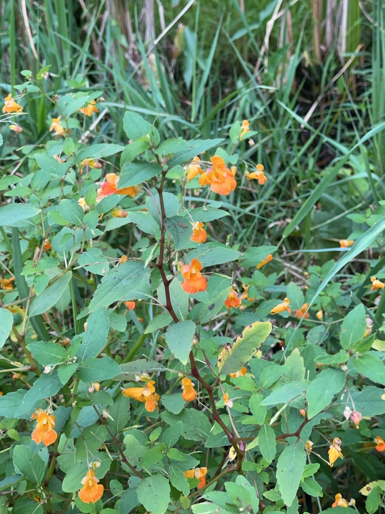 common jewelweed from Scandia on August 25, 2024 at 07:30 AM by Ann ...