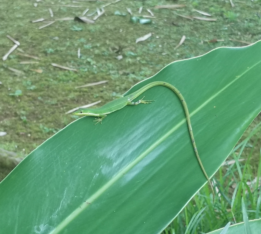 Green Grass Lizard in August 2024 by Chao Shi · iNaturalist