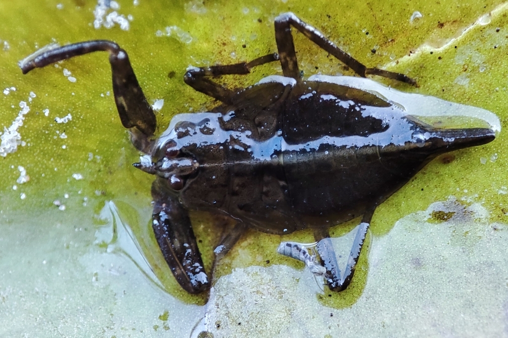 Eurasian Water Scorpion from Czerwieńsk, Polska on August 24, 2024 at ...