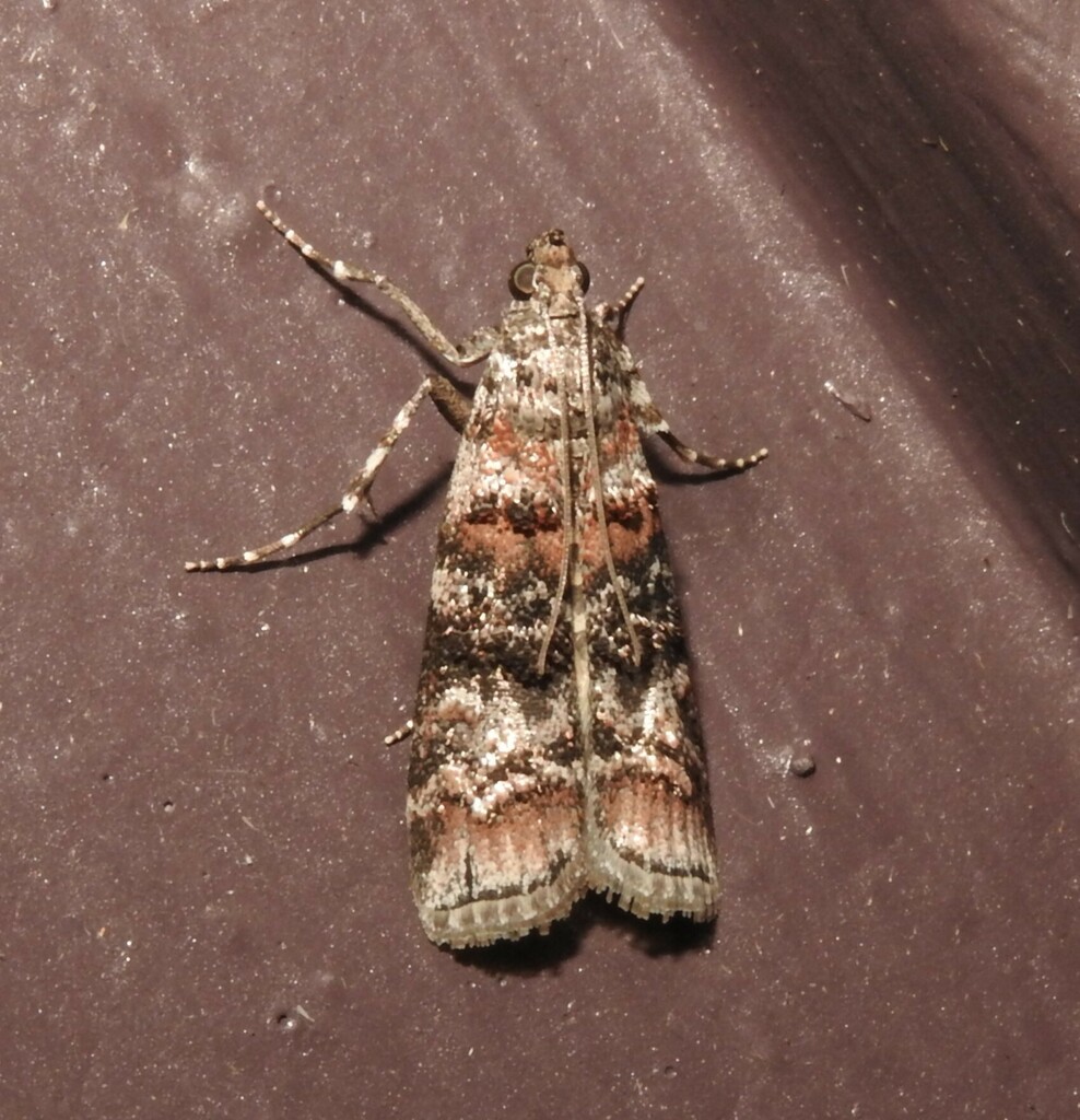 Zimmerman Pine Moth from Town of Rockingham, VT, USA on August 24, 2024 ...