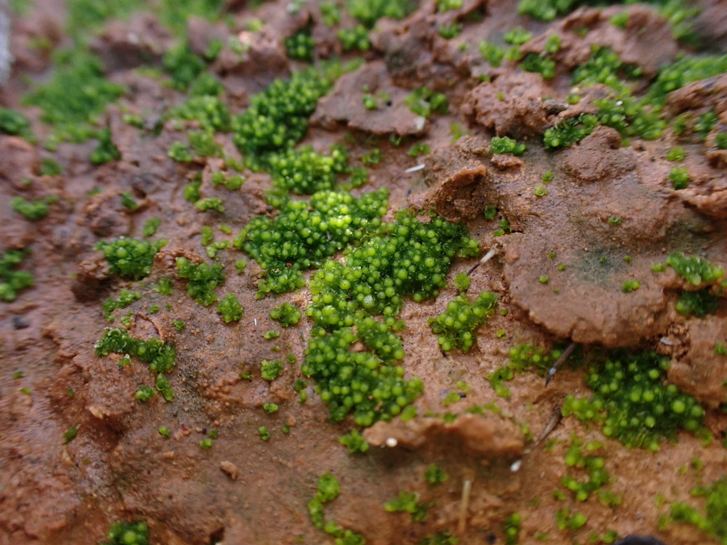 (Austroriella salta) - Botanical Realm
