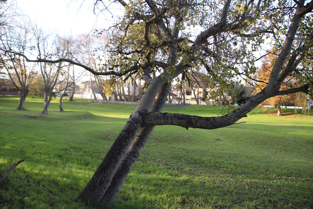 Grey Poplar (Populus × canescens) - Botanical Realm