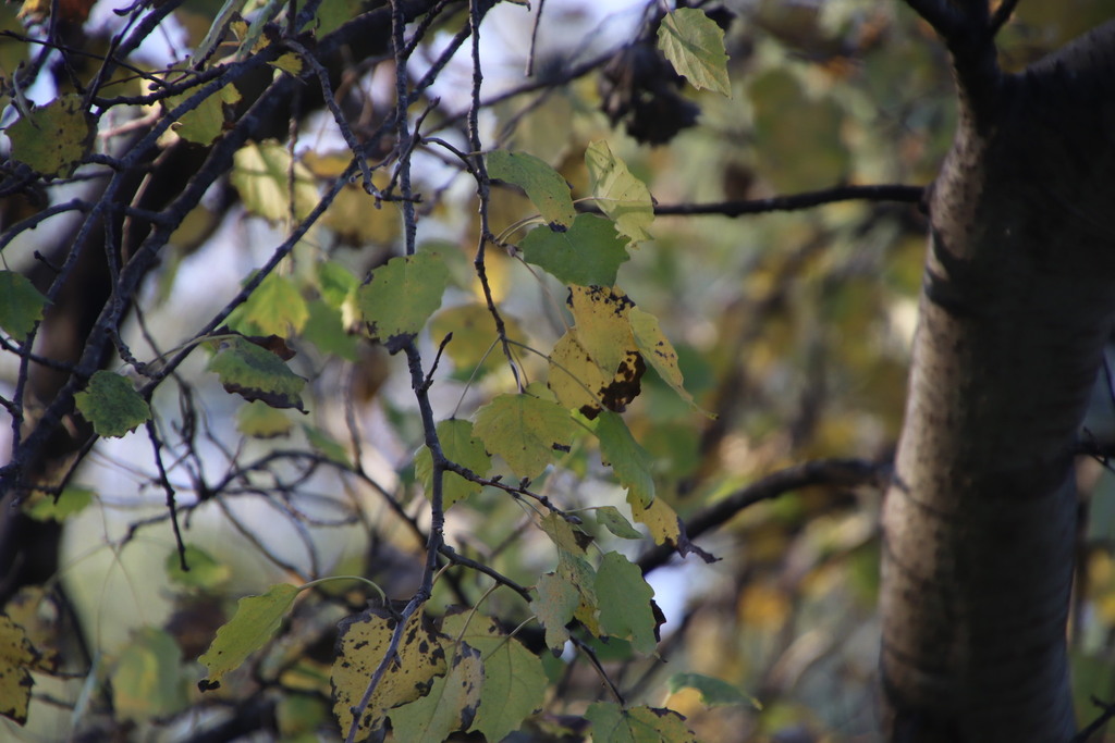 Grey Poplar (Populus × canescens) - Botanical Realm