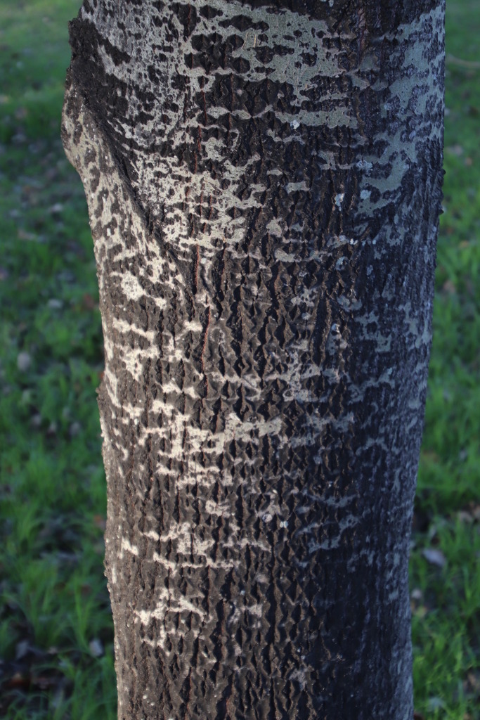 Grey Poplar (Populus × canescens) - Botanical Realm