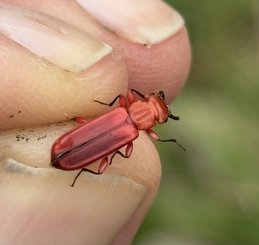 Red Flat Bark Beetle from North Grenville, ON, CA on August 24, 2024 at ...