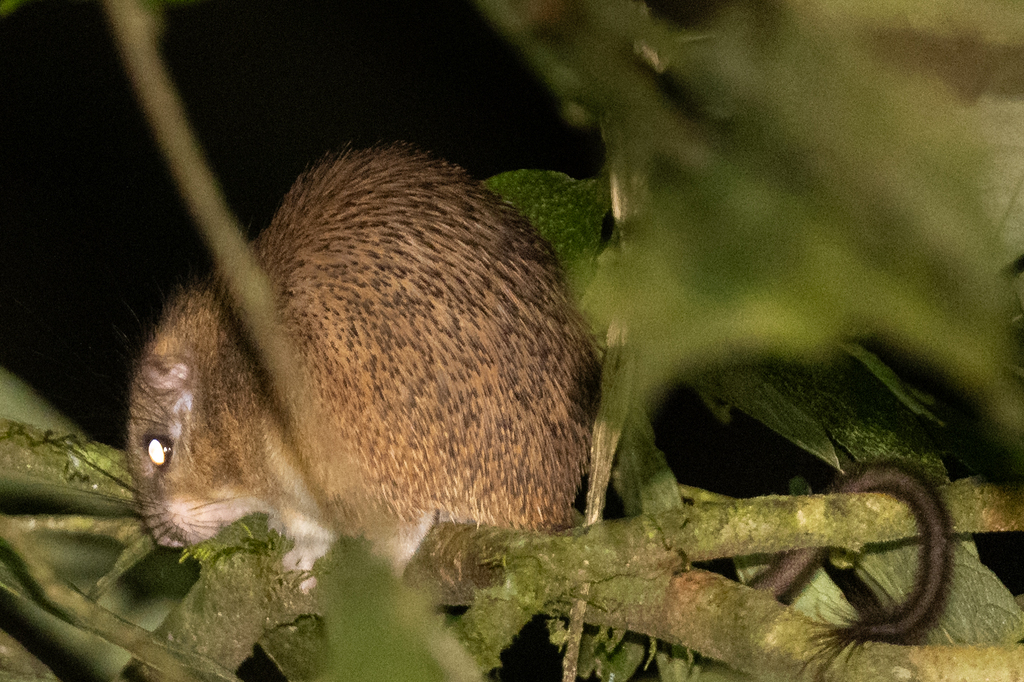 Ferreira's Spiny Tree Rat from Iturralde, Bolivia on June 4, 2023 at 09 ...