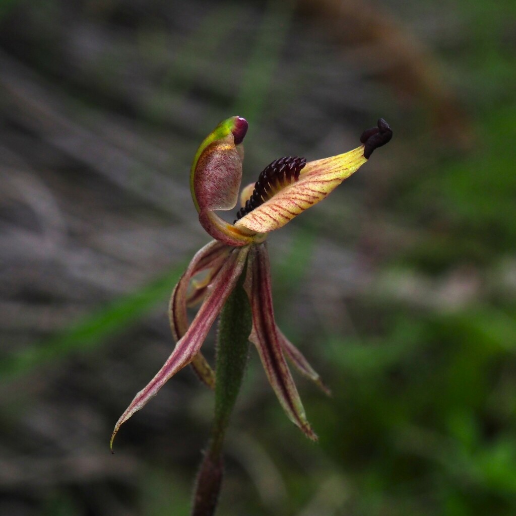 Dwarf zebra orchid in August 2024 by Hugo Innes · iNaturalist