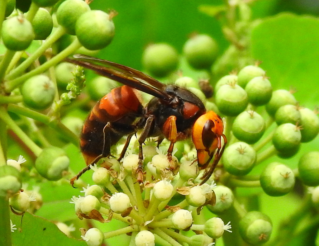 Vespa fumida from 中国云南省昆明市西山区 on August 23, 2024 at 12:47 PM by ...
