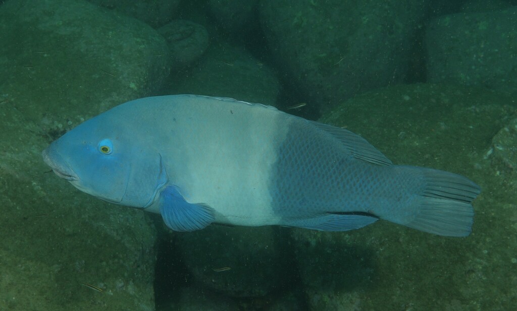 Eastern Blue Groper from 1 Bower Ln, Manly NSW 2095, Australia on ...