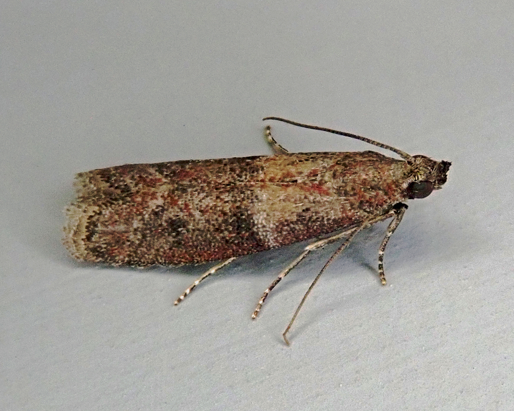 Reddish Ephestiodes Moth from Salem, NH 03079, USA on August 25, 2024 ...