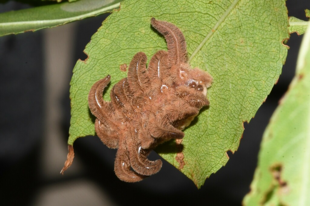 Hag Moth from Woodstock, MD, USA on August 21, 2024 at 11:37 AM by John ...