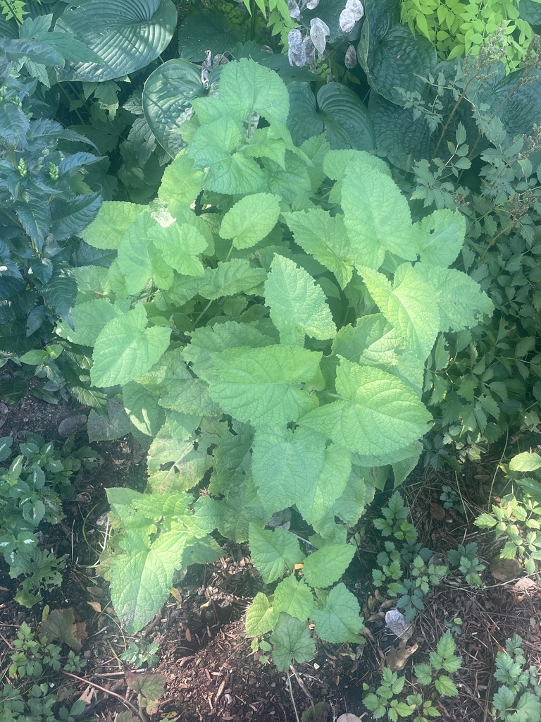 Sticky Sage from Wave Hill, New York, NY, US on August 25, 2024 at 11: ...