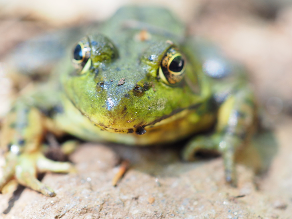 Green Frog from Middlesex, VT, USA on June 17, 2019 at 09:32 AM by ...
