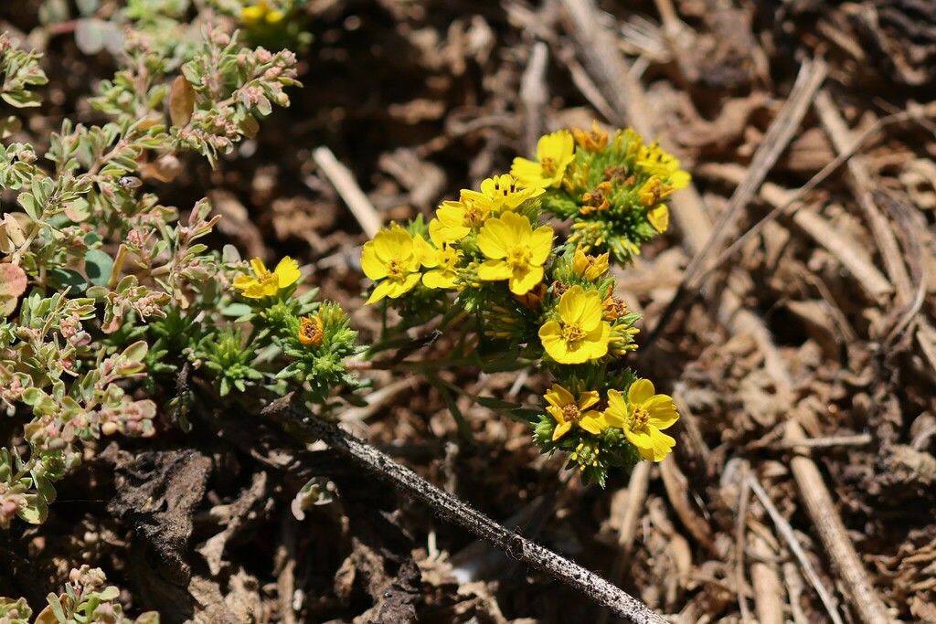 Clustered Tarweed from Los Angeles County, CA, USA on August 24, 2024 ...