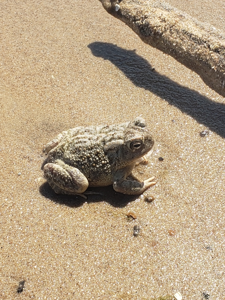 Fowler's Toad from Ridgeway, ON L0S 1N0, Canada on June 18, 2019 at 03: ...