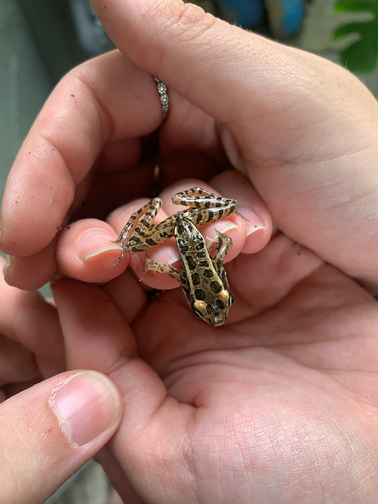 Pickerel Frog from High Point on August 7, 2024 at 05:07 PM by ...