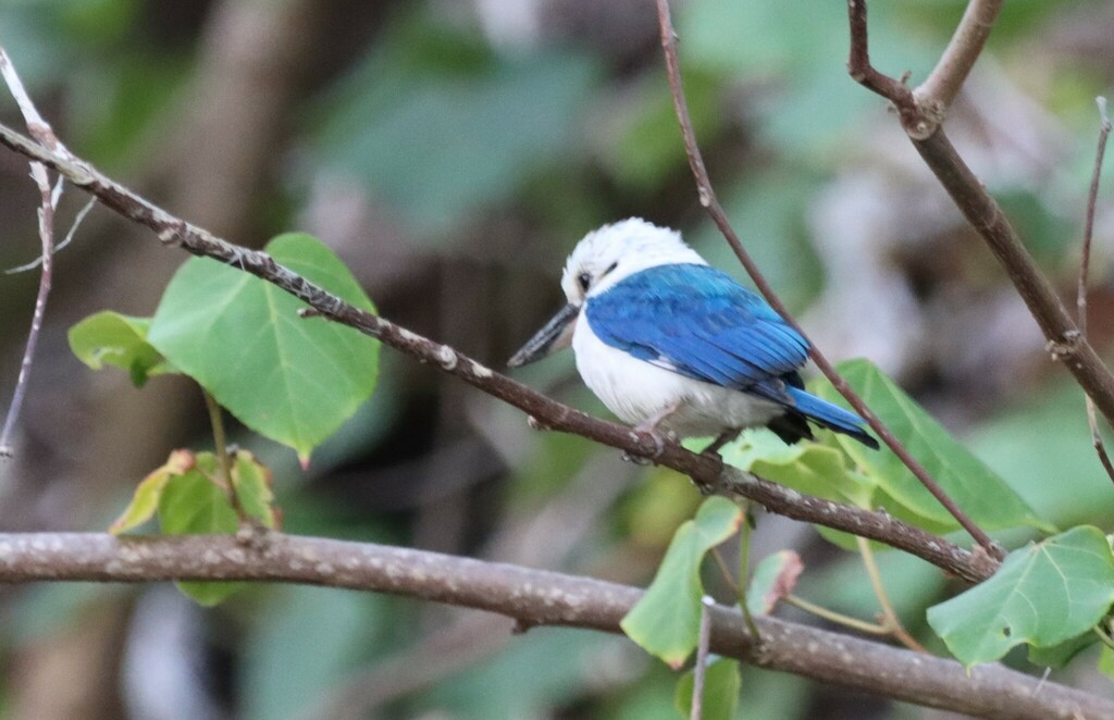 Pacific Kingfisher from Amouli, Tutuila Island, American Samoa on ...