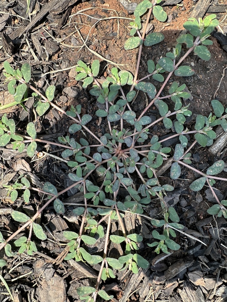 Spotted spurge from Toulouse Ct, Bossier City, LA, US on August 25 ...