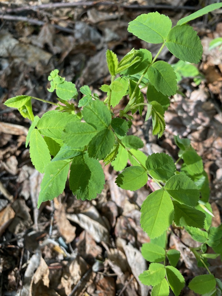 Prickly Wild Rose from Yukon Crossing, YT Y0B 1V0, Canada on May 30 ...