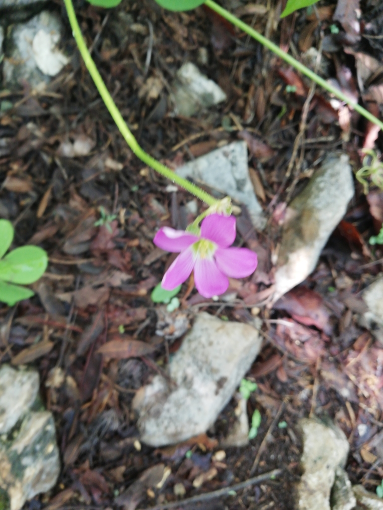 Oxalis nelsonii from Chiapa de Corzo, Chis., México on June 18, 2019 at ...