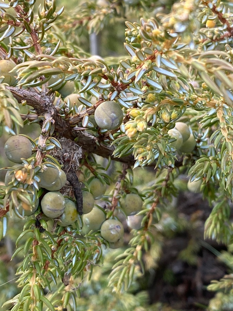 common juniper from Whitehorse, YT, Canada on June 1, 2024 at 03:27 PM ...