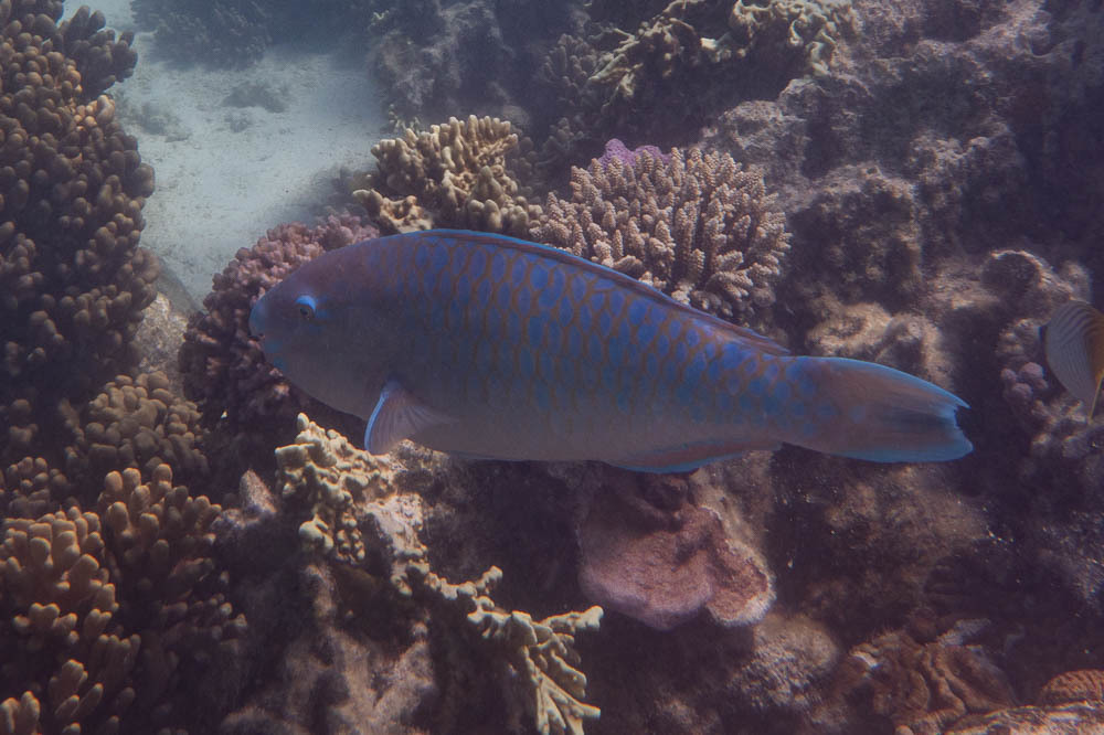 Bluebarred Parrotfish from Cape Range National Park WA 6707, Australien ...