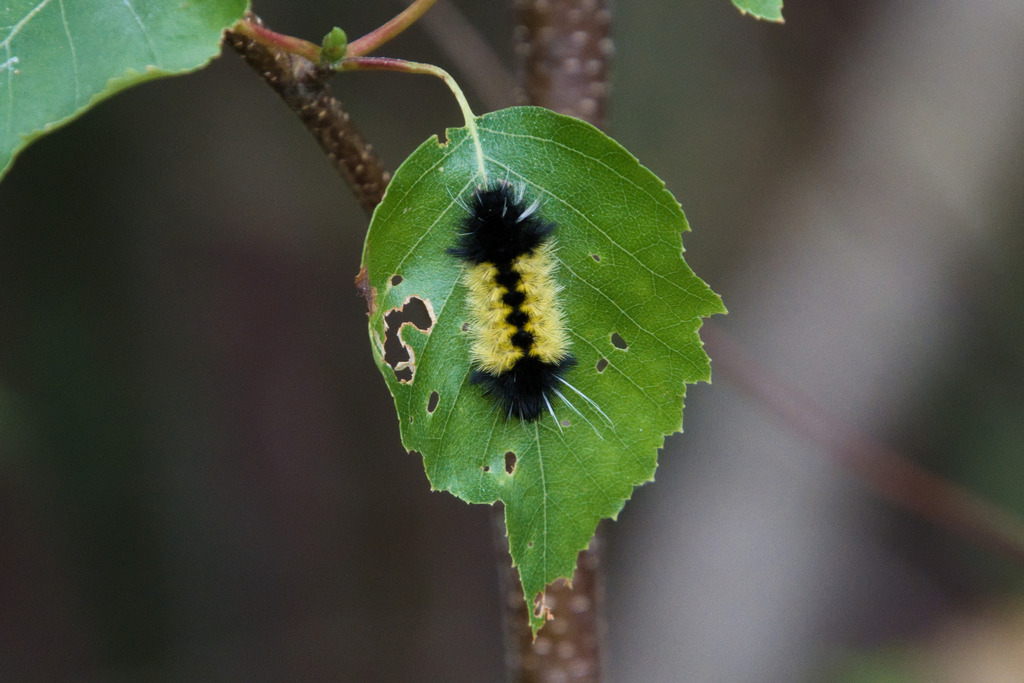 Spotted Tussock Moth from Livermore, NH, USA on August 17, 2024 at 03: ...