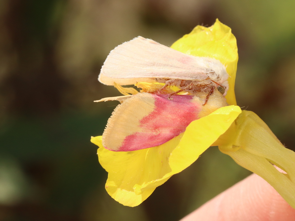 Primrose Moth from Coonamessett Greenway, Falmouth, MA, USA on August ...