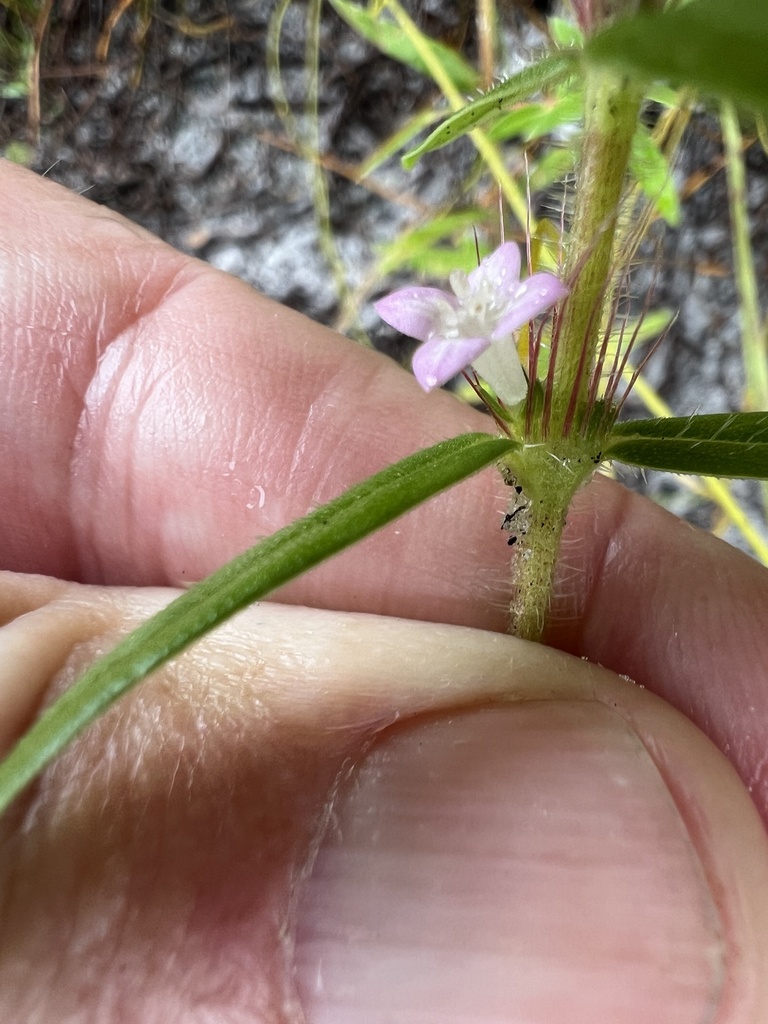 rough buttonweed from Jonathan Dickinson State Park, Hobe Sound, FL, US ...