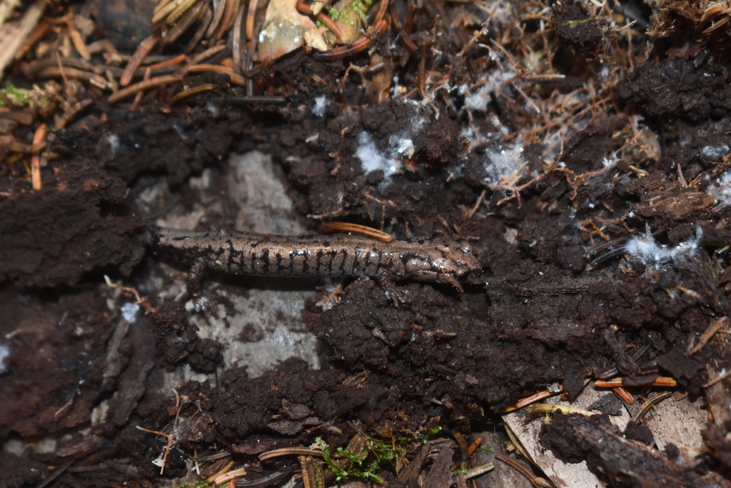 Weller's Salamander in August 2024 by Jared Gorrell · iNaturalist