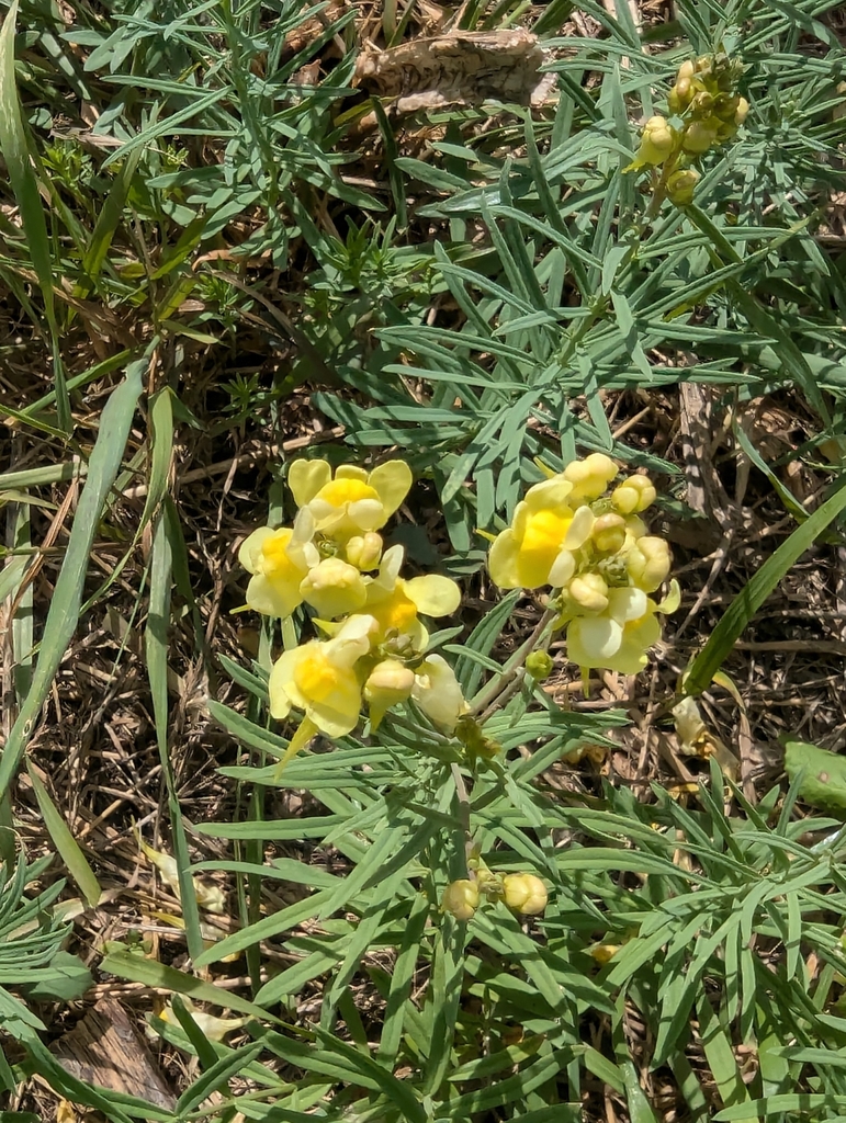 common toadflax from Rainham RM13 9BJ, UK on August 25, 2024 at 02:16 ...
