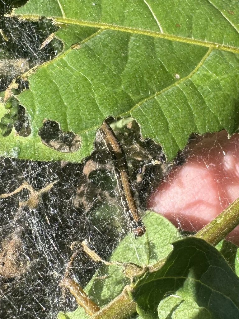 Ailanthus Webworm Moth from Danville, PA, US on August 25, 2024 at 03: ...