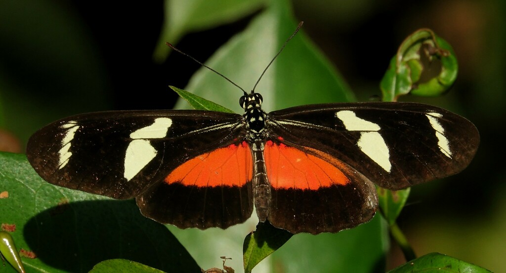 Heliconius ricini from Montsinéry-Tonnegrande 97356, Guyane française ...