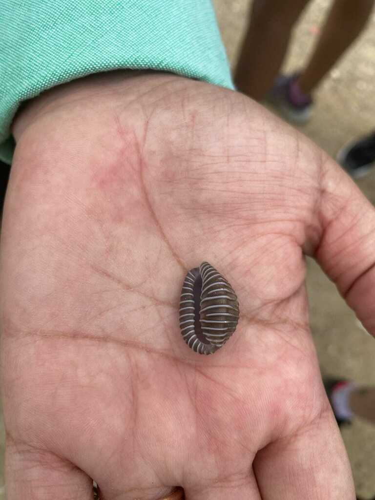 Pusula radians from Playa El Pelado, C. EL PELADO, Ecuador on July 19 ...