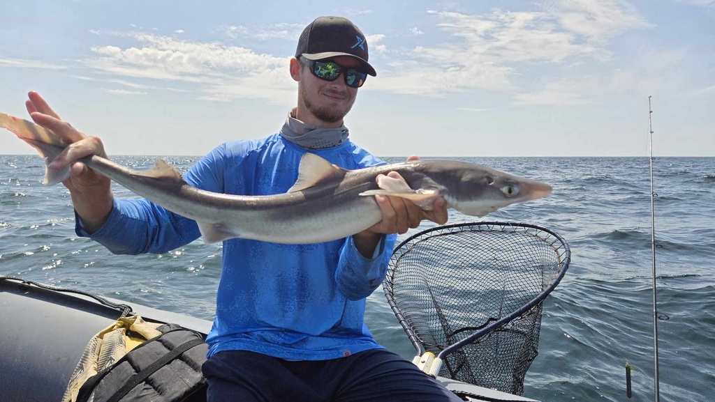 White-spotted Dogfish in August 2024 by darwinthegreatwhiteshark ...