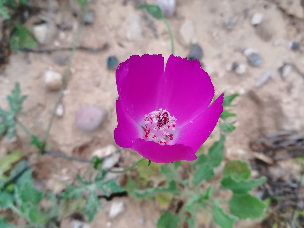 winecup mallow from Hidalgo, Coah., Mexico on March 10, 2019 at 12:49 ...