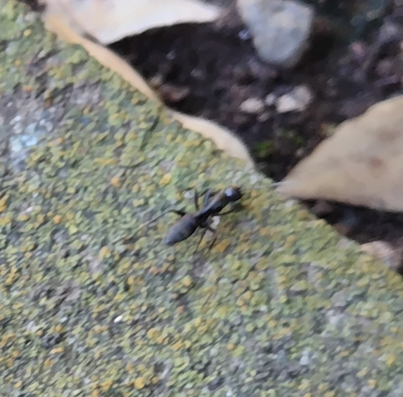 Japanese Carpenter Ant from 日本、〒206-0015 東京都多摩市落川1262 on August 26 ...