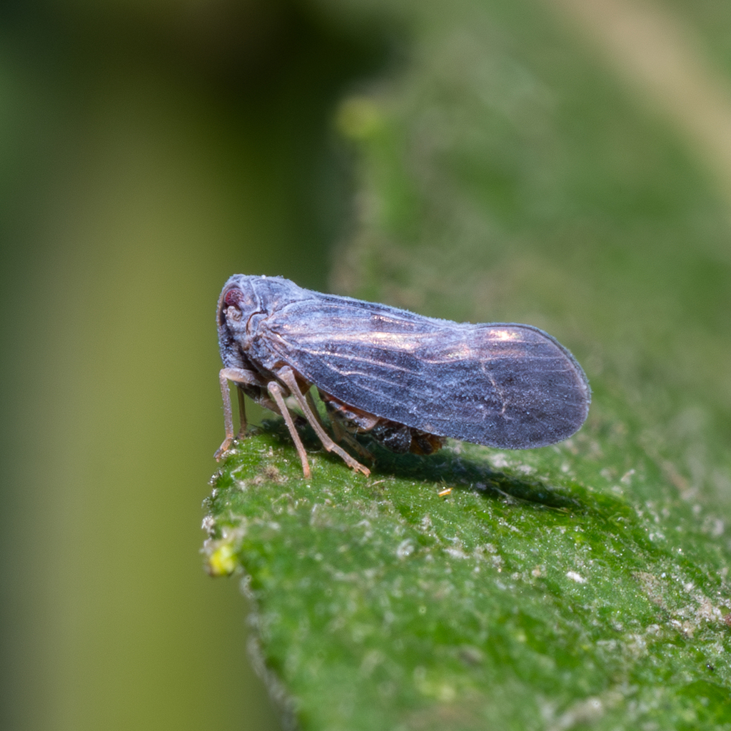 Cedusa from Warner Park Nature Center, Nashville, TN, US on August 25 ...