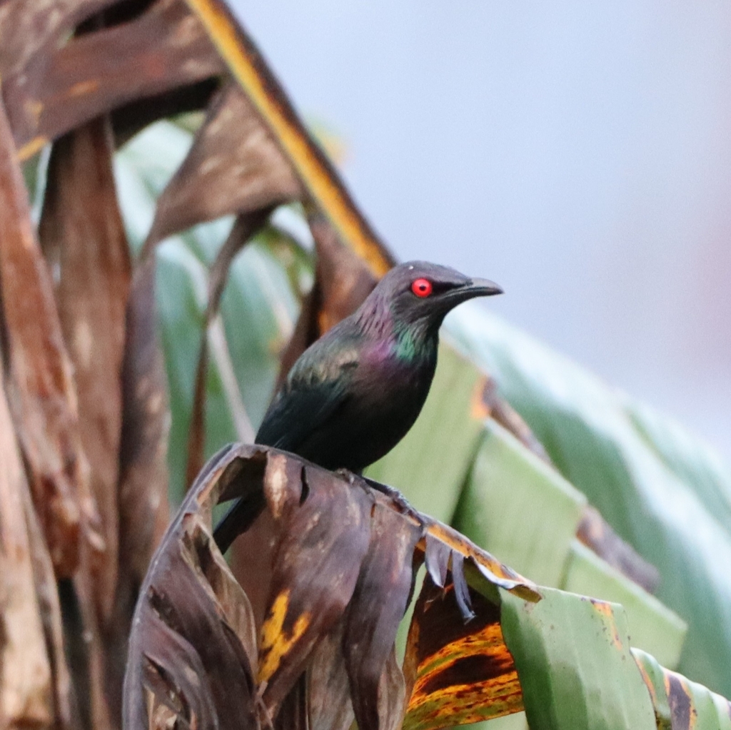 Metallic Starling from 9F5P+QH8, Tomori, Bacan, South Halmahera Regency ...