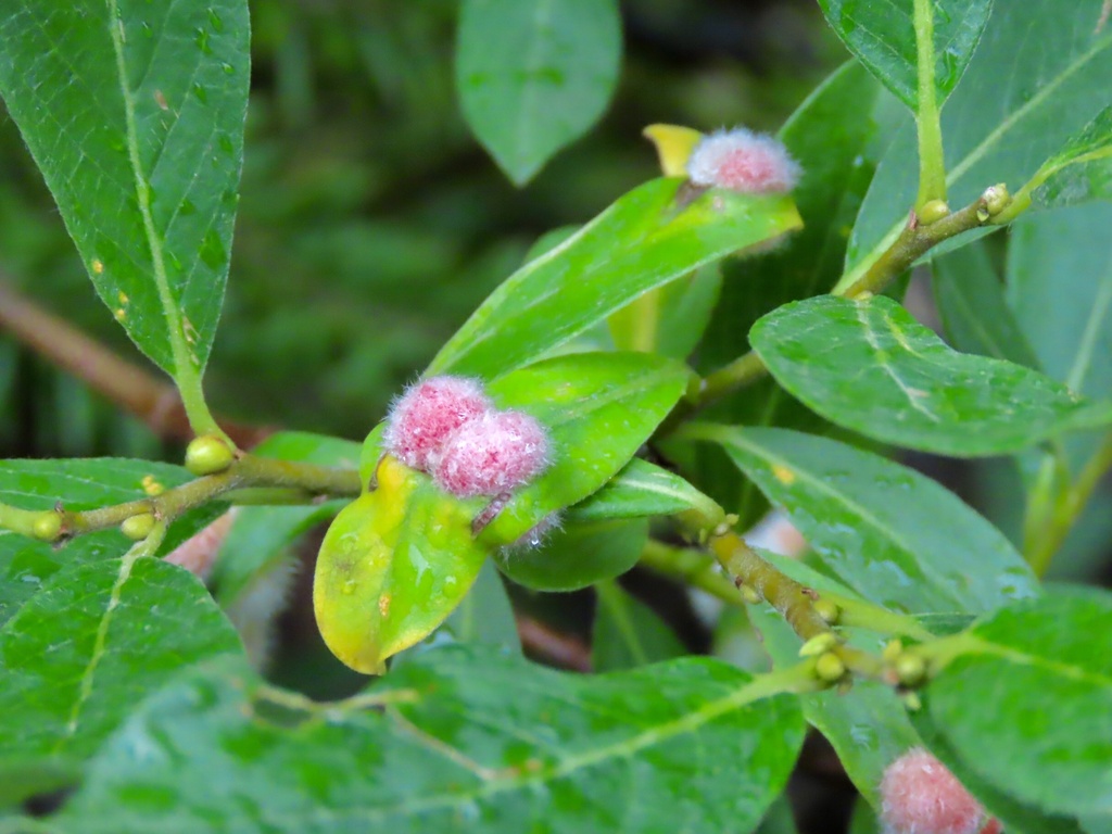 Willow Apple Gall Sawfly from Banff National Park, Improvement District ...